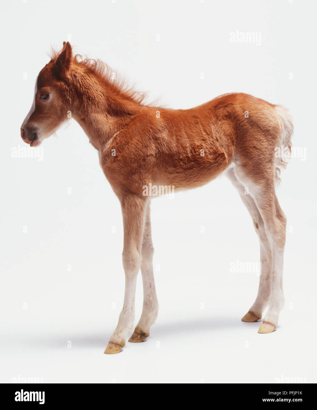 Brown foal (Equus caballus) standing, side view Stock Photo - Alamy