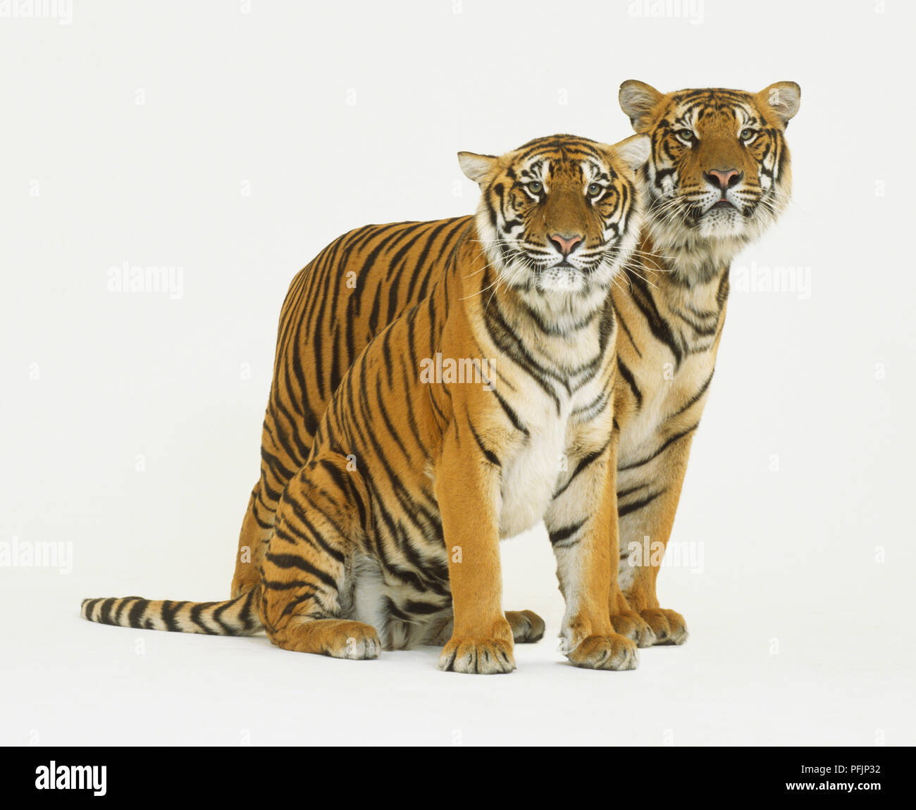 Pair of Tigers (Panthera tigris), one sitting and the other standing ...