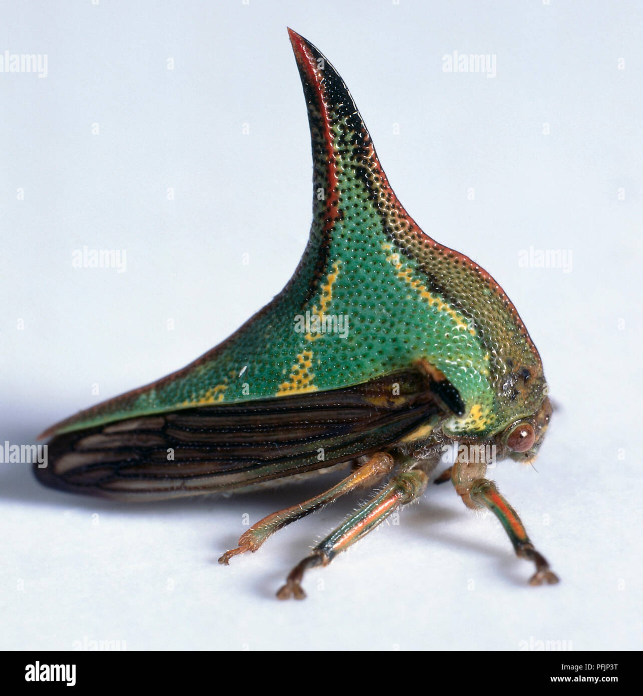 Thorn bug umbonia hi-res stock photography and images - Alamy