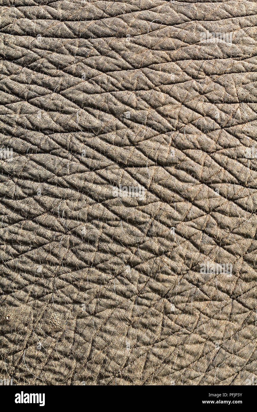 Elephant skin texture hi-res stock photography and images - Alamy