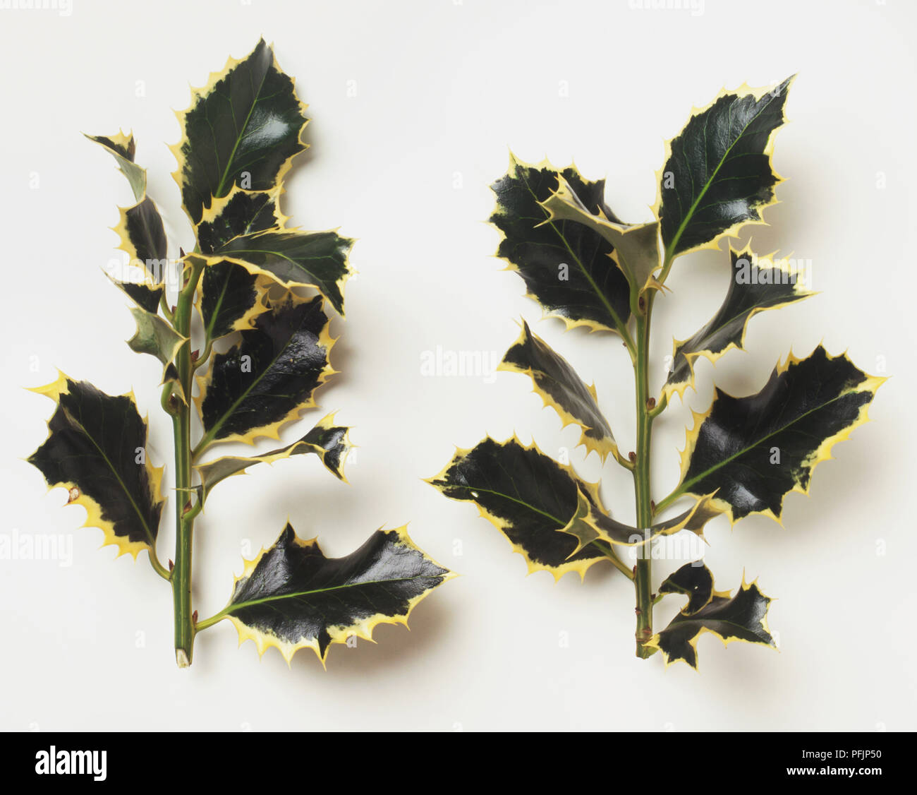 Sprigs of holly hi-res stock photography and images - Alamy