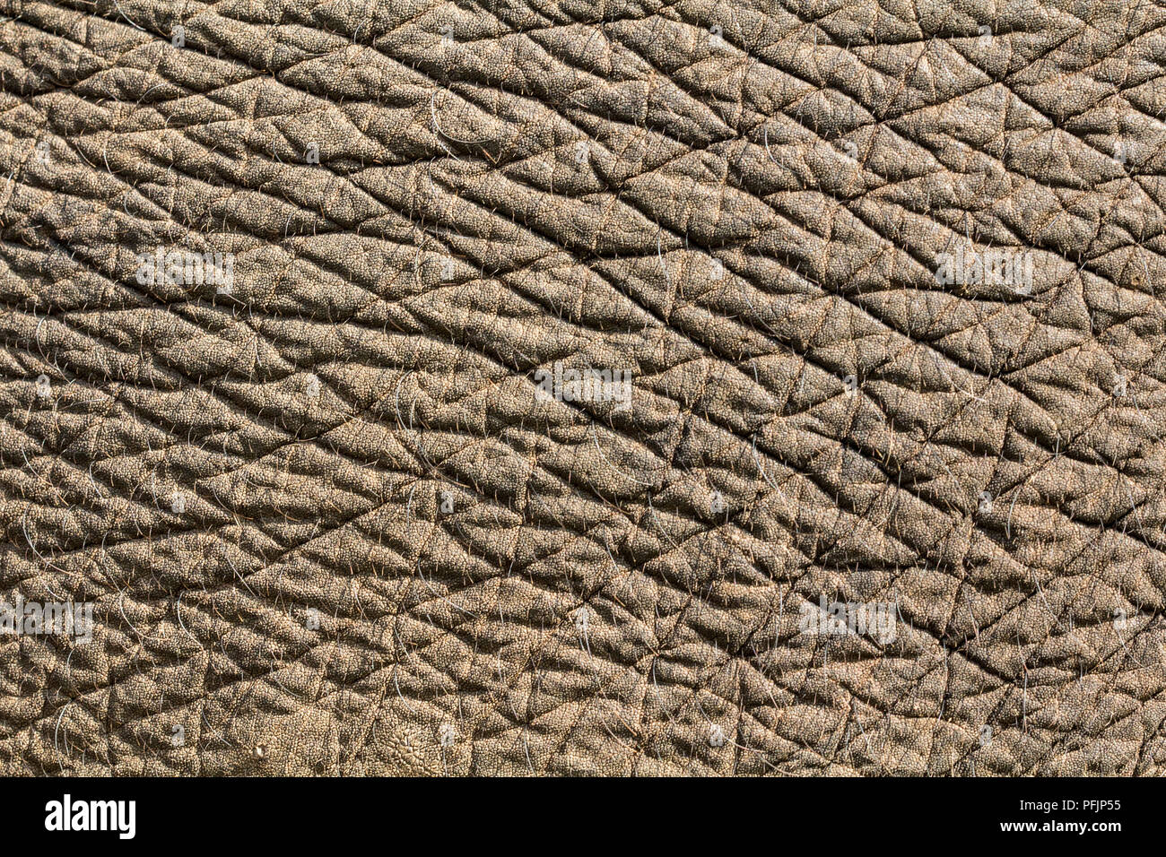 Elephant skin texture hi-res stock photography and images - Alamy