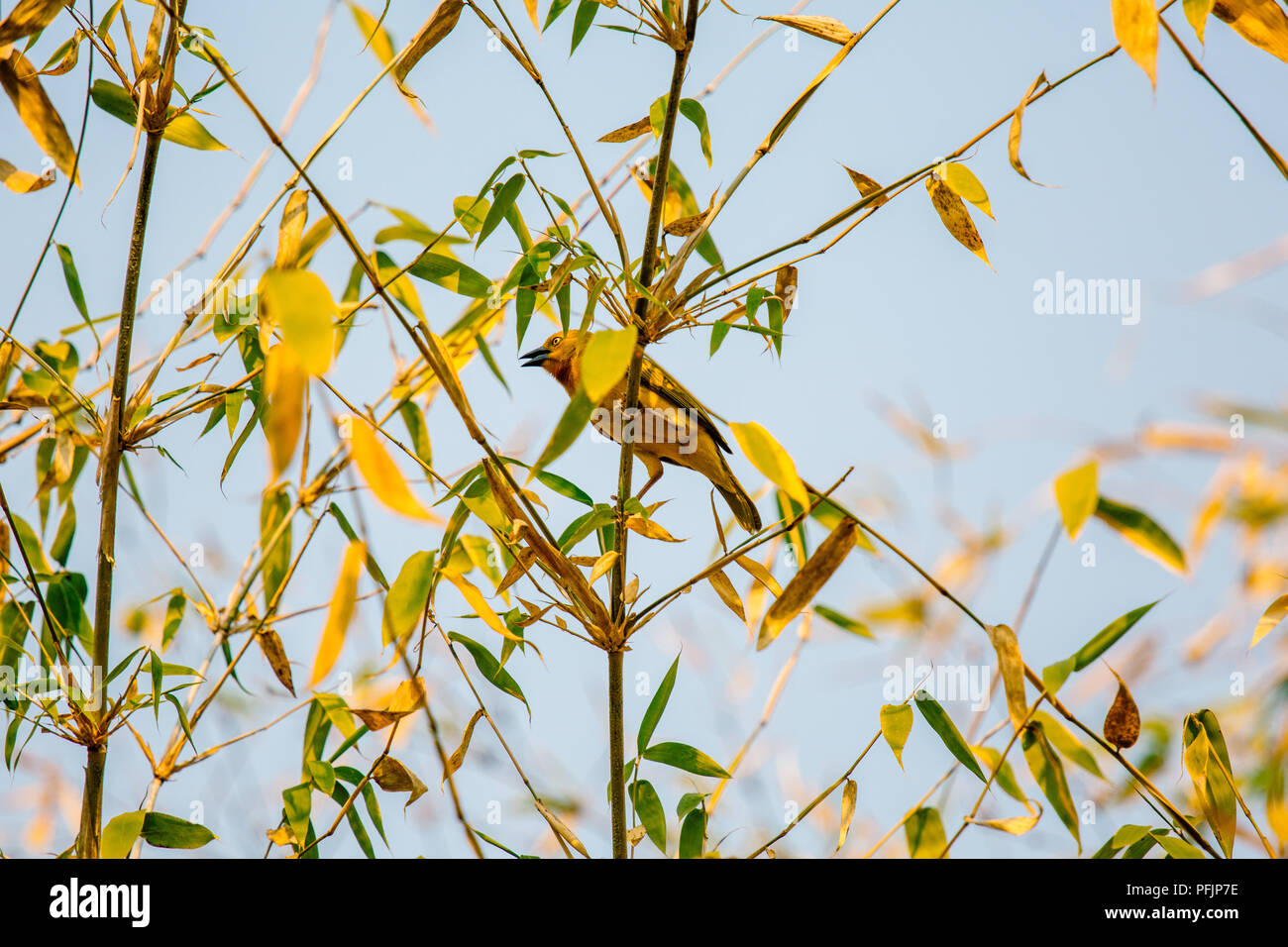 African golden weaver bird hi-res stock photography and images - Alamy