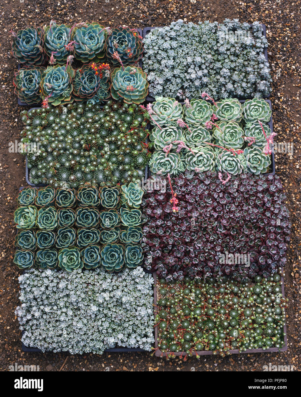 Varieties of Succulent Plants in square patches, view from above Stock ...