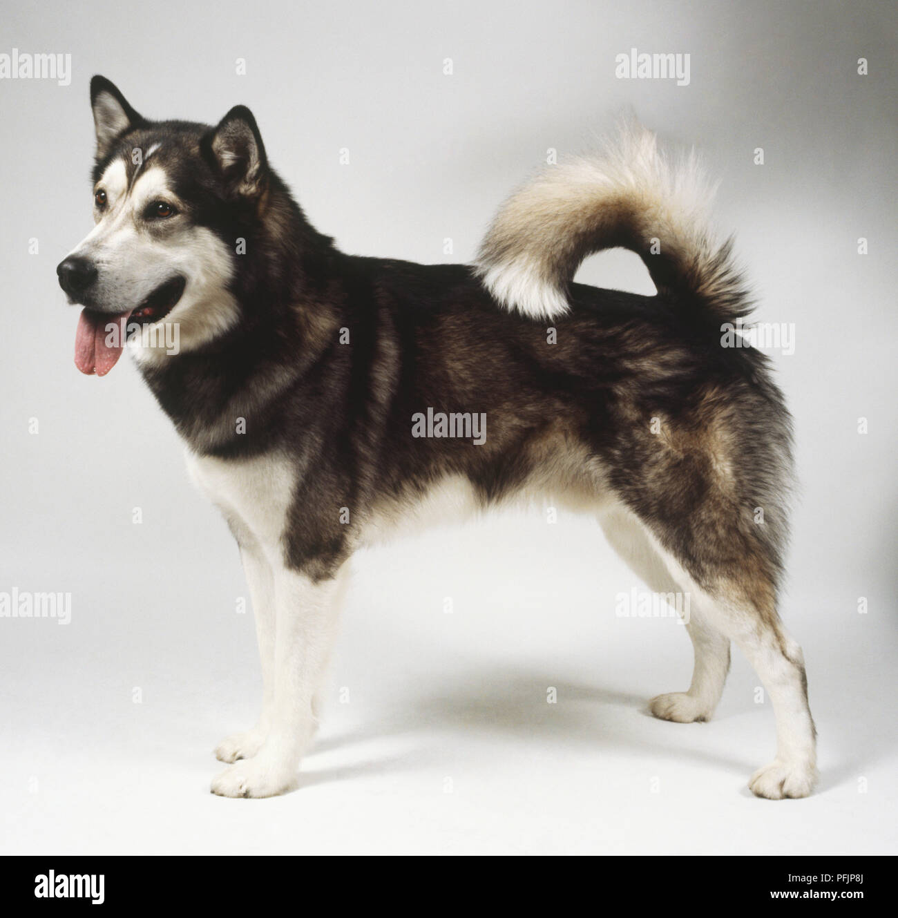 Alsakan Malamute (Canis familiaris) standing with its tongue out, side ...