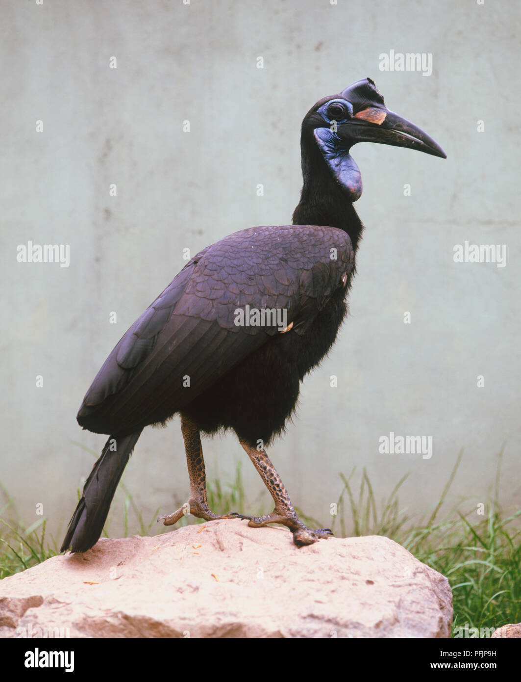 Bucorvus Abyssinicus, Abyssinian Ground Hornbill Stock Photo - Alamy