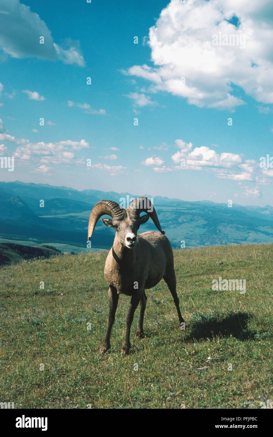 Bovidae Caprinae High Resolution Stock Photography and Images - Alamy