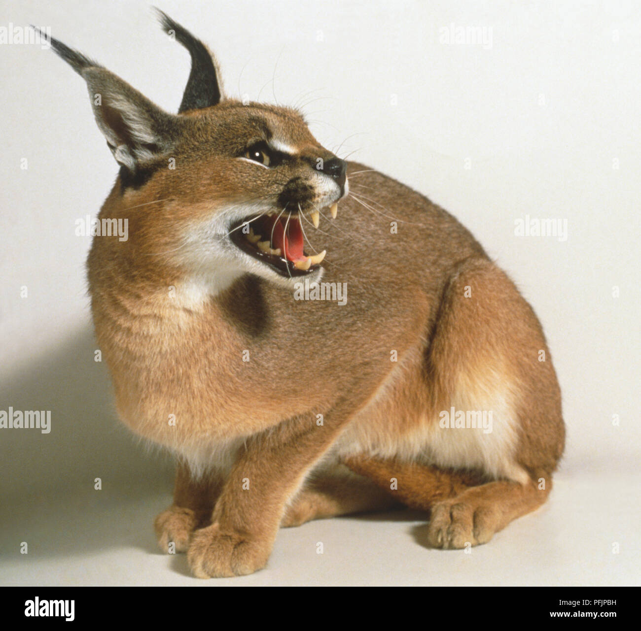 Caracals hi-res stock photography and images - Alamy