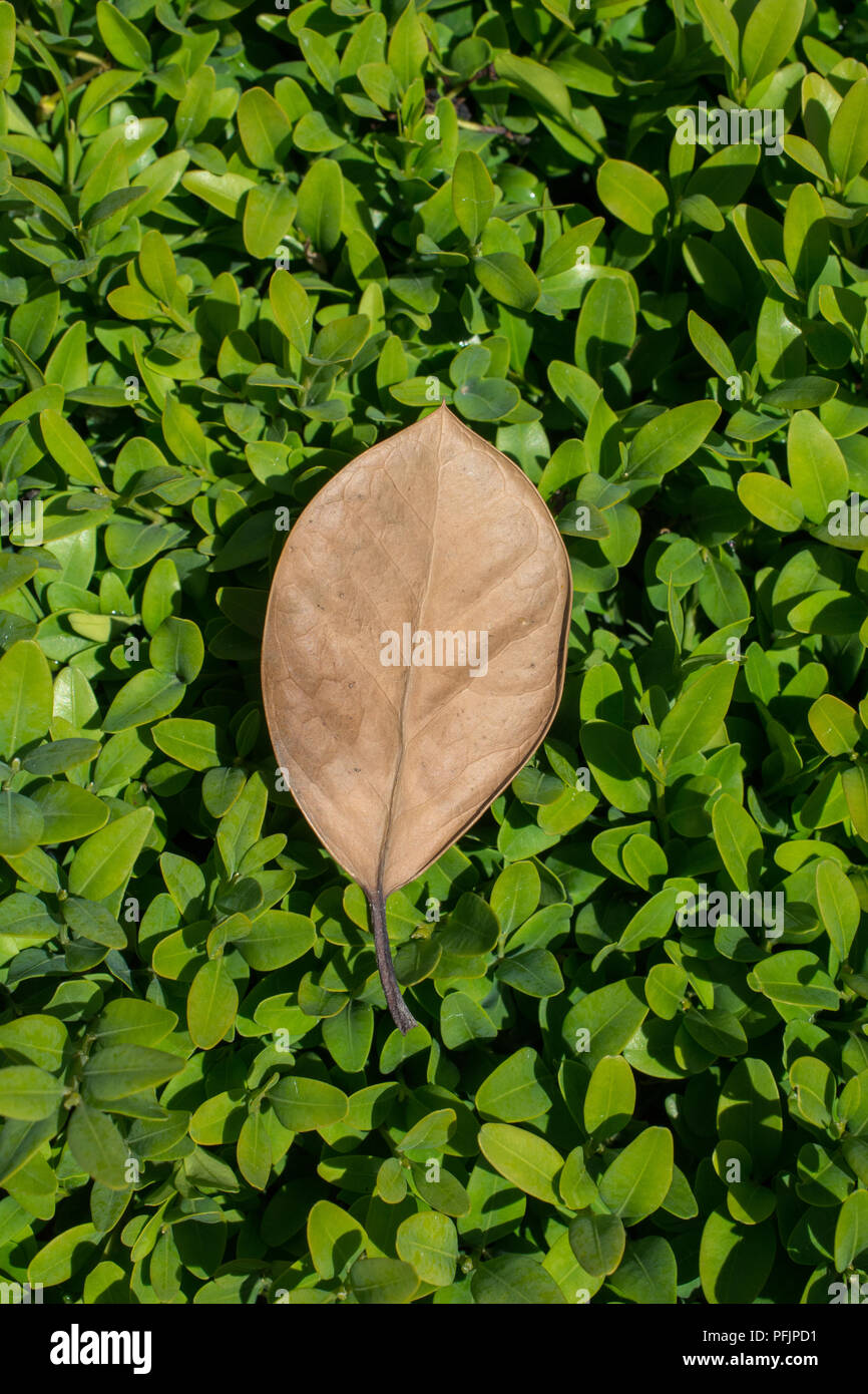 Dry tree leaf as an Autumn background Stock Photo - Alamy