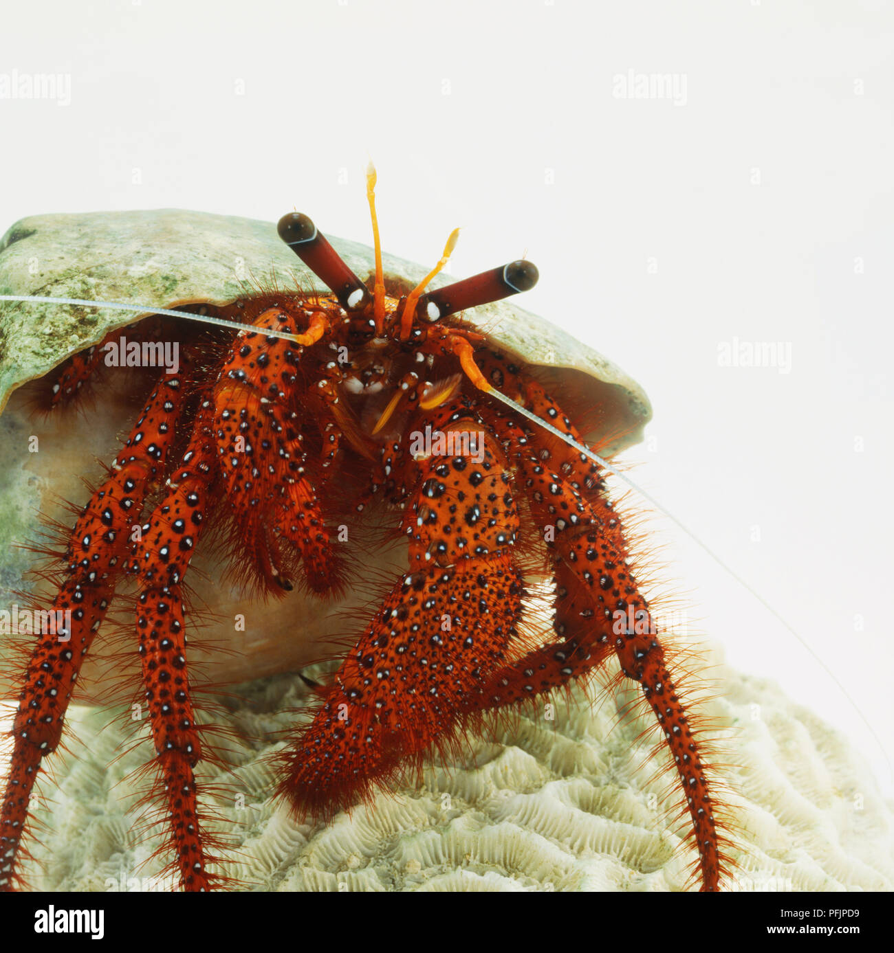 Hermit Crab (Paguroidea), close up, front view Stock Photo - Alamy