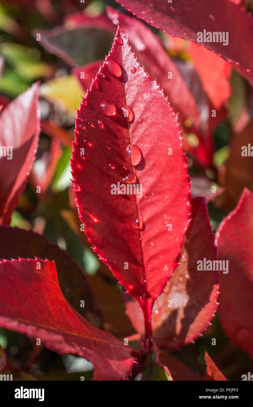 Dry tree leaf as an Autumn background Stock Photo - Alamy