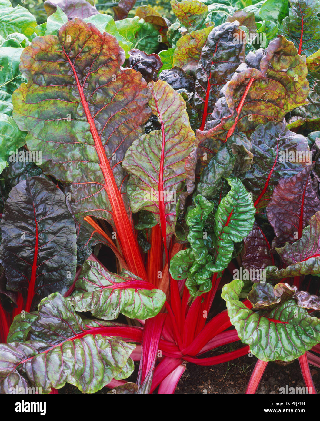 Beta vulgaris, red-ribbed Chard in soil, close up Stock Photo - Alamy