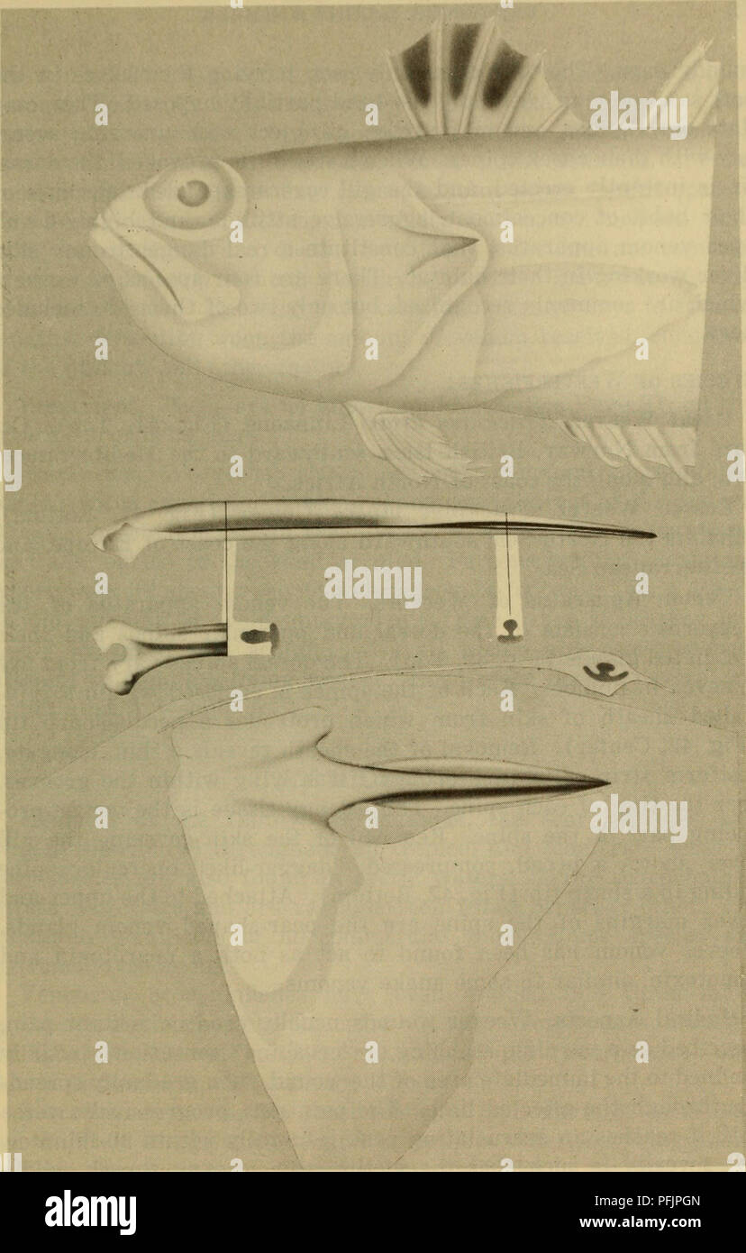 . Dangerous marine animals. Marine animals. Fig. 42. Top: Head of ...