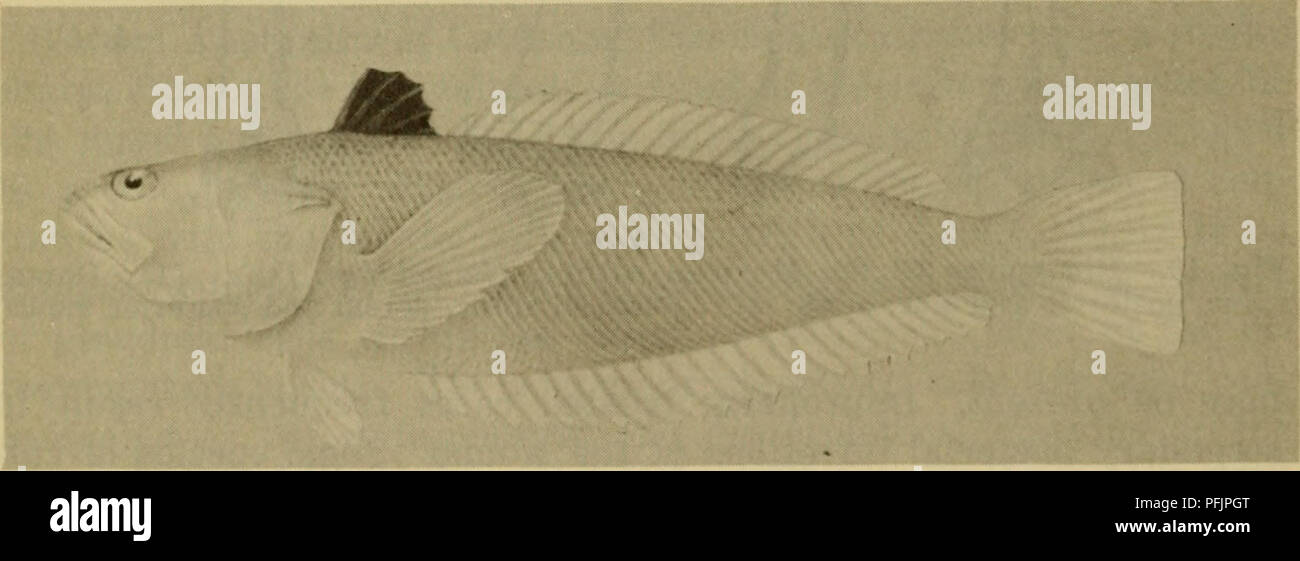 The Great Weever (Trachinus draco) and Lesser Weever (Trachinus vipera ...