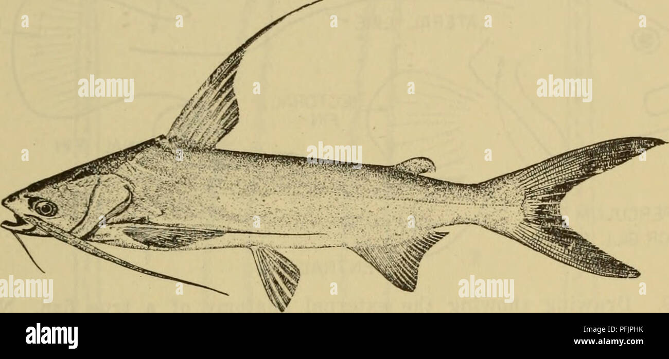 . Dangerous marine animals. Marine animals. MARINE ANIMALS THAT STING ...