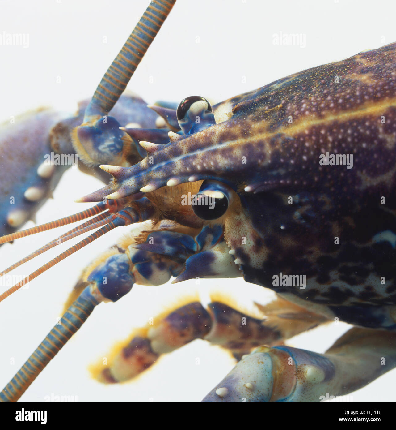 Nephropidae hi-res stock photography and images - Alamy