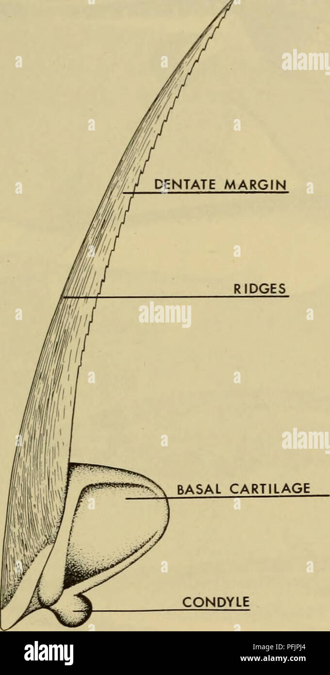 . Dangerous marine animals. Marine animals. MARINE ANIMALS THAT STING ...