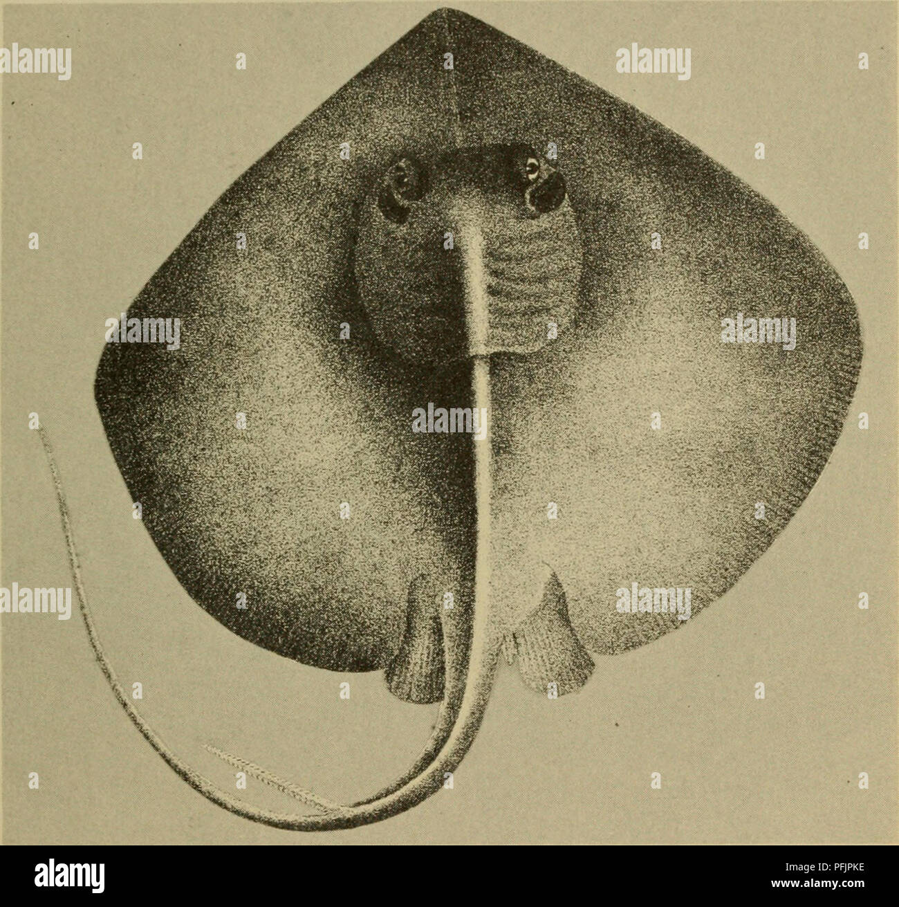 Gymnuridae hi-res stock photography and images - Alamy