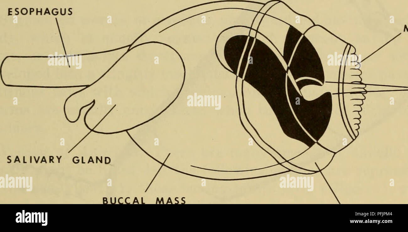 Octopus Beak High Resolution Stock Photography and Images - Alamy