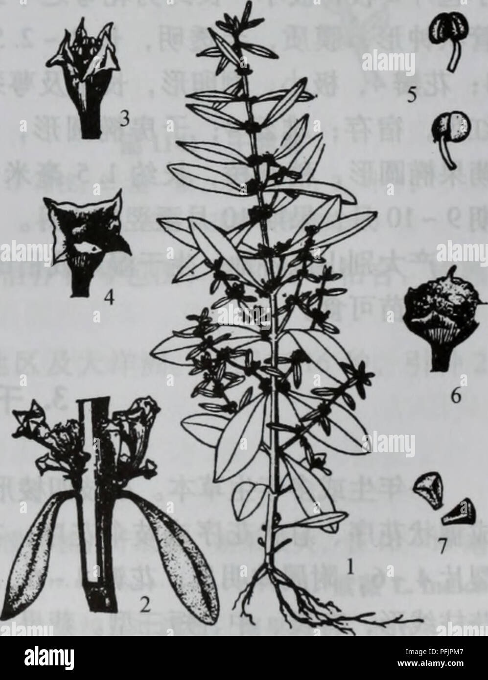 A botanical text describing plant species, focusing on plants from the ...