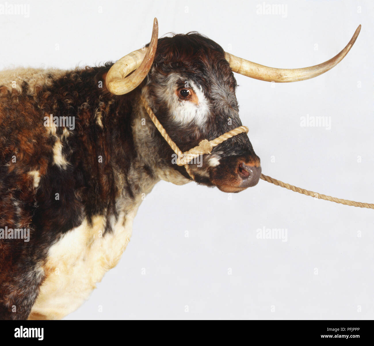 Longhorn Cow (Bos taurus), side view Stock Photo - Alamy