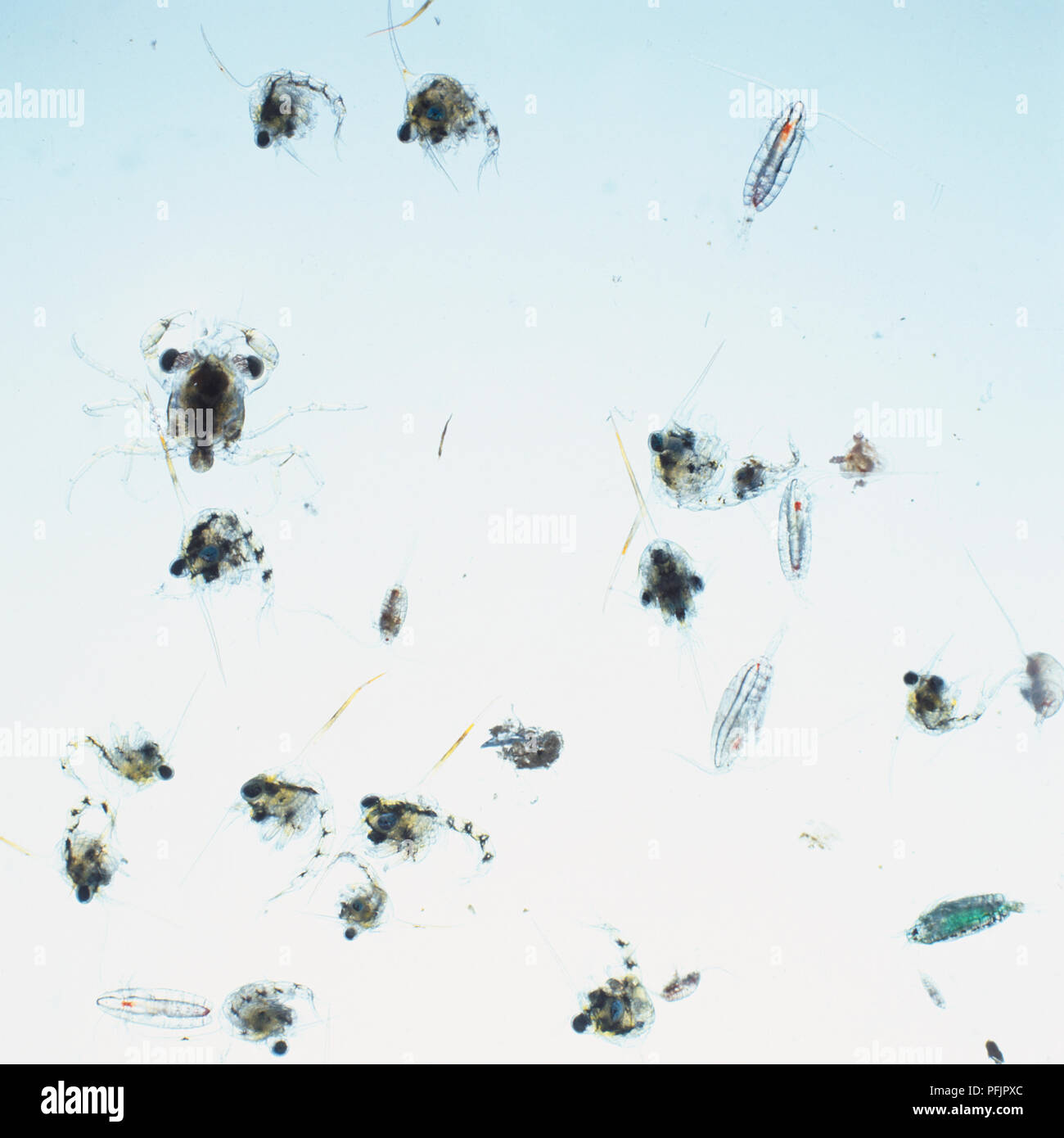 Varieties of Plankton Stock Photo - Alamy