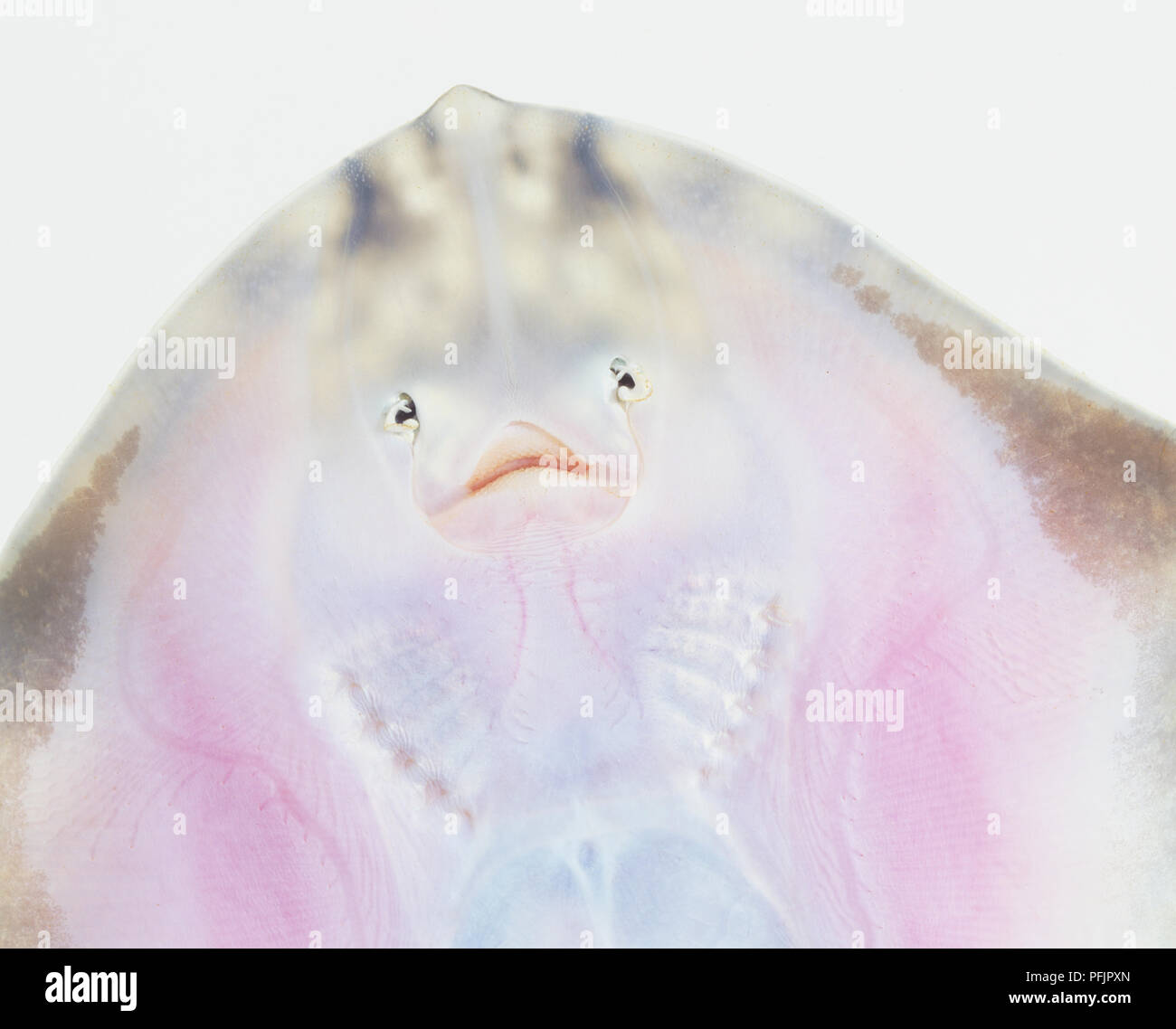 Underside of a Ray, close up Stock Photo - Alamy