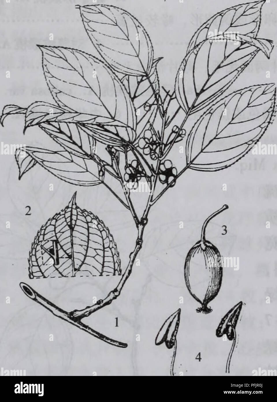 Botanical study of plant species from China, focusing on rare and ...