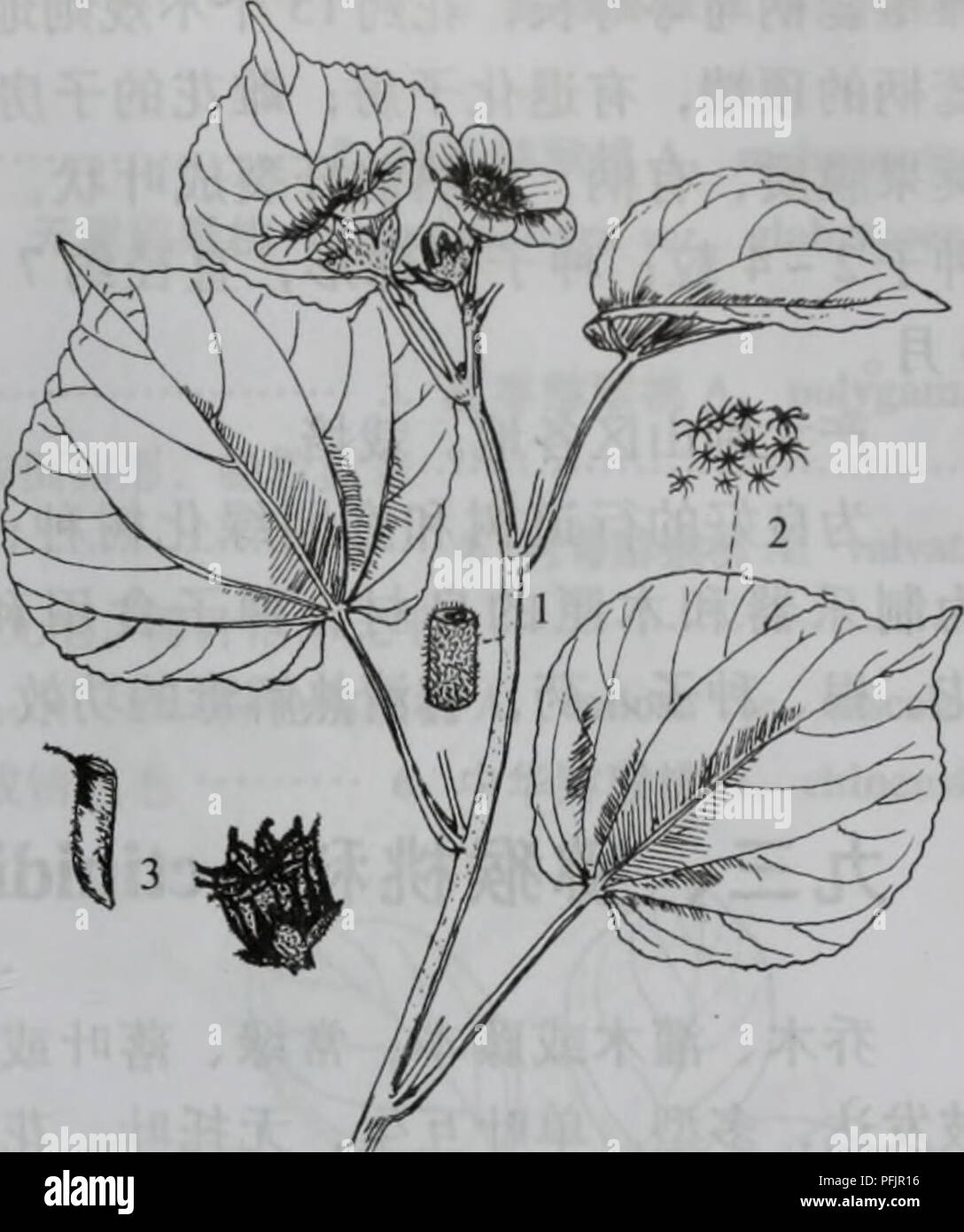 Abutilon theophrasti hi-res stock photography and images - Alamy