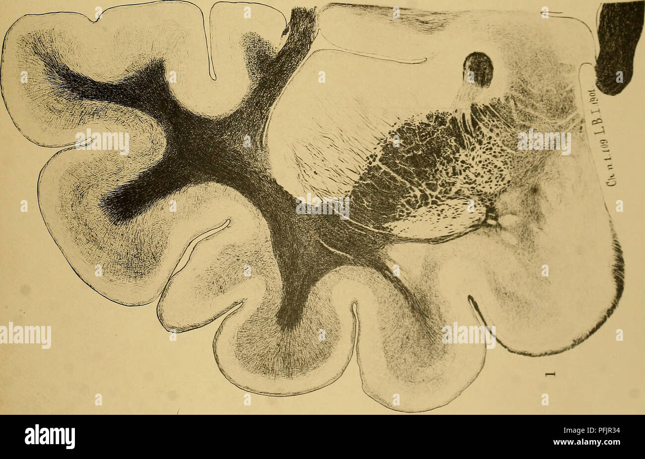 This series from the Medical-Natural Science Society of Jena covers ...
