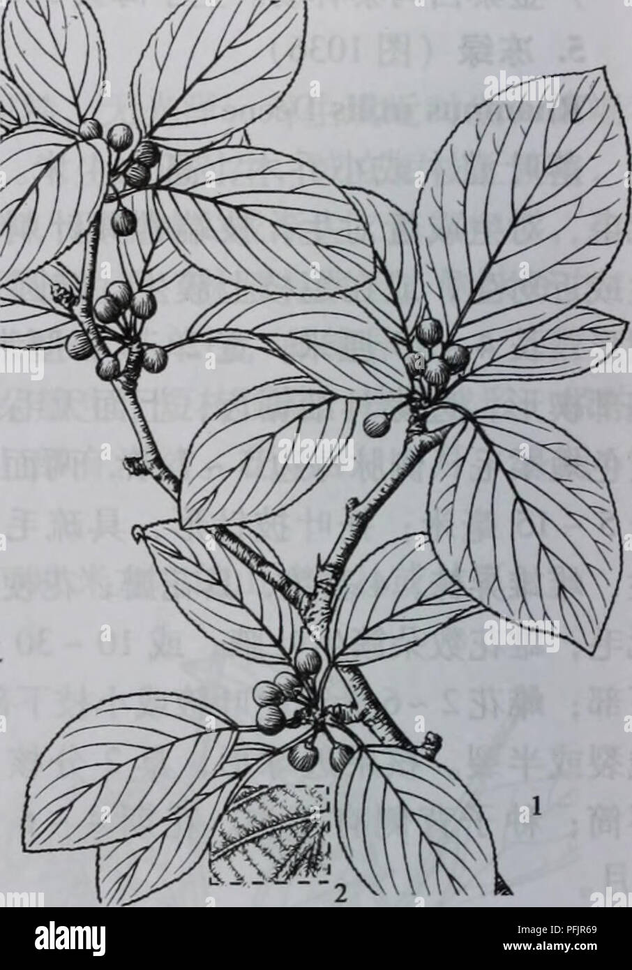 This botanical text examines the *Rhamnus rugulosa*, a species native ...