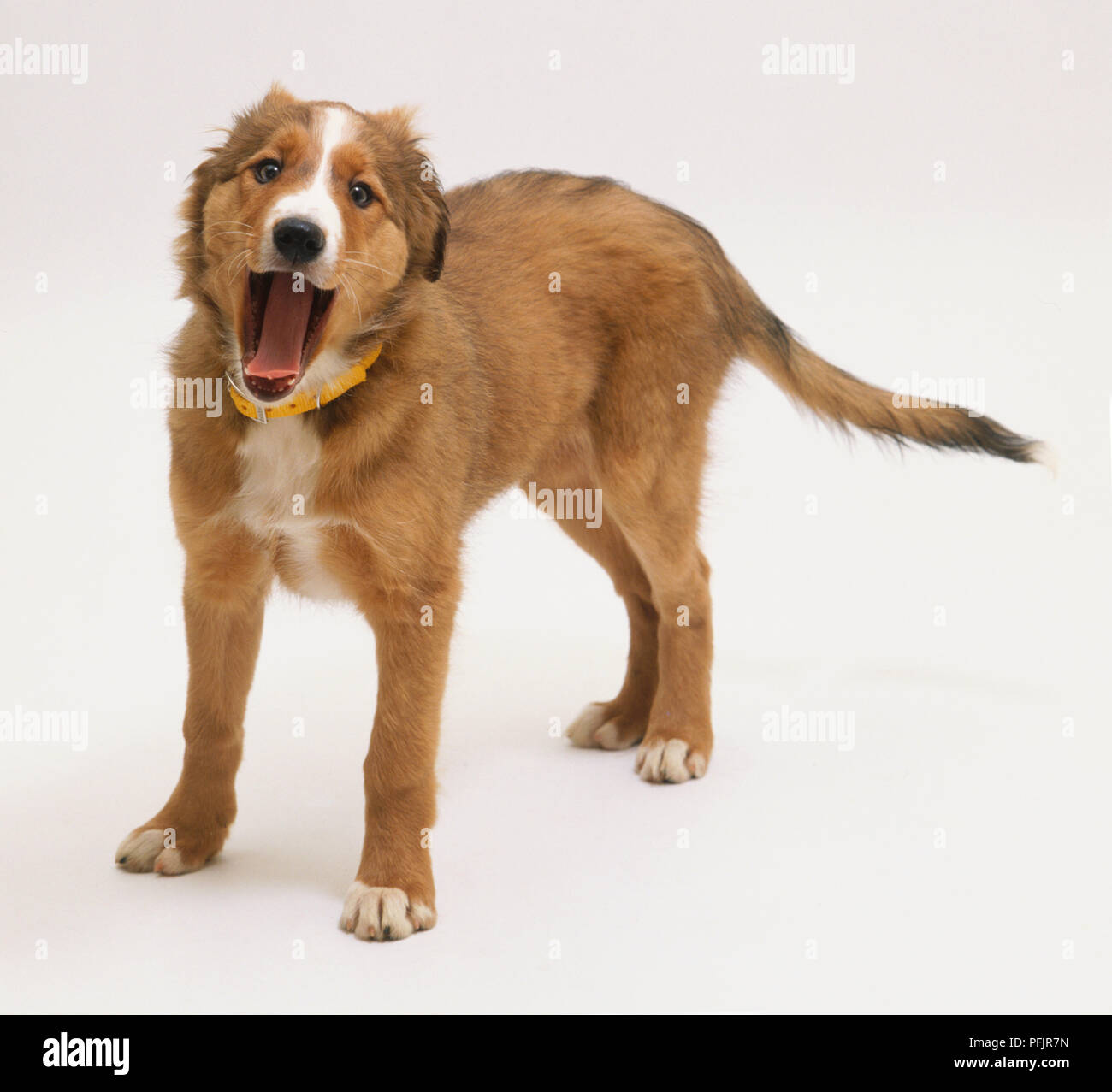 Dogs jaws hi-res stock photography and images - Alamy