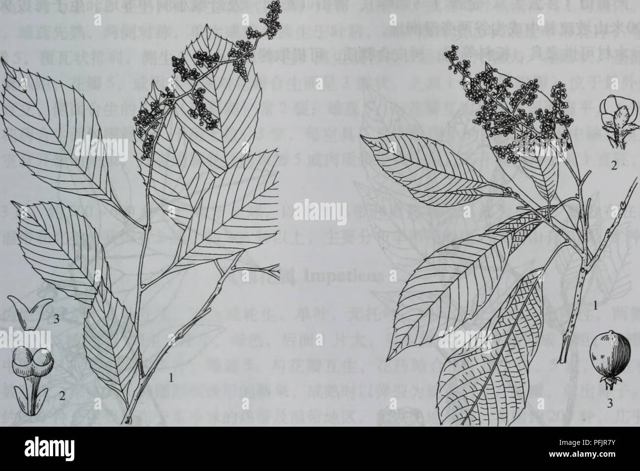 Sabiaceae hi-res stock photography and images - Alamy