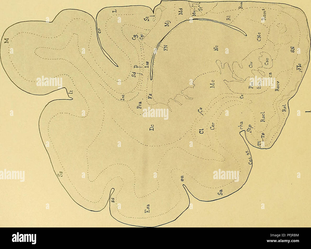 Proceedings from the Medical-Natural Science Society of Jena, detailing ...
