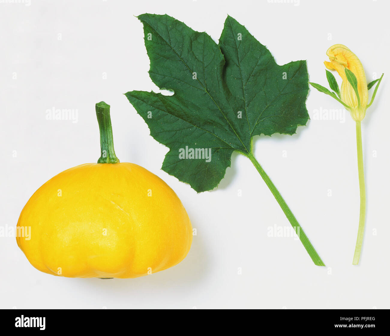 Pumpkin cucurbitaceae hi-res stock photography and images - Alamy