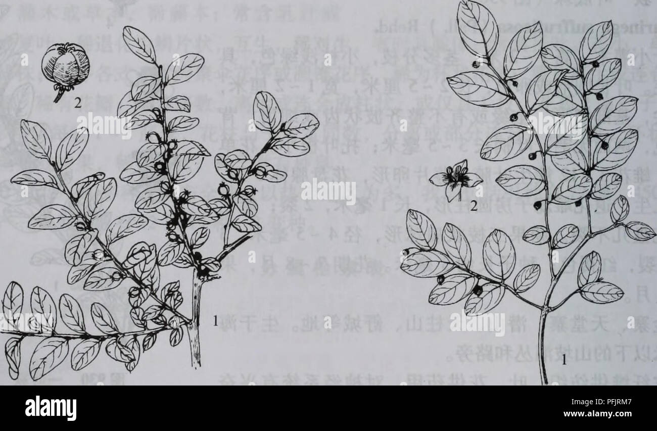 This work explores the diverse flora of China, documenting various ...