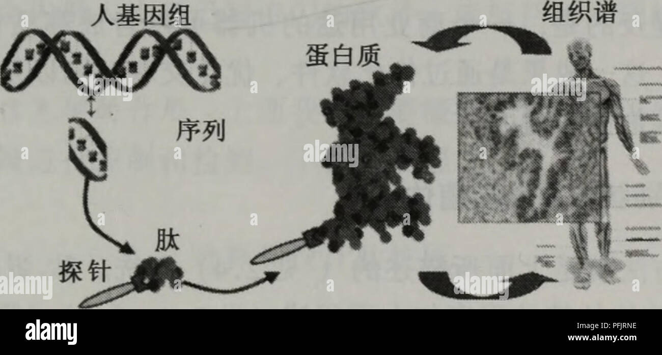 This botanical illustration showcases various species from the Chinese ...