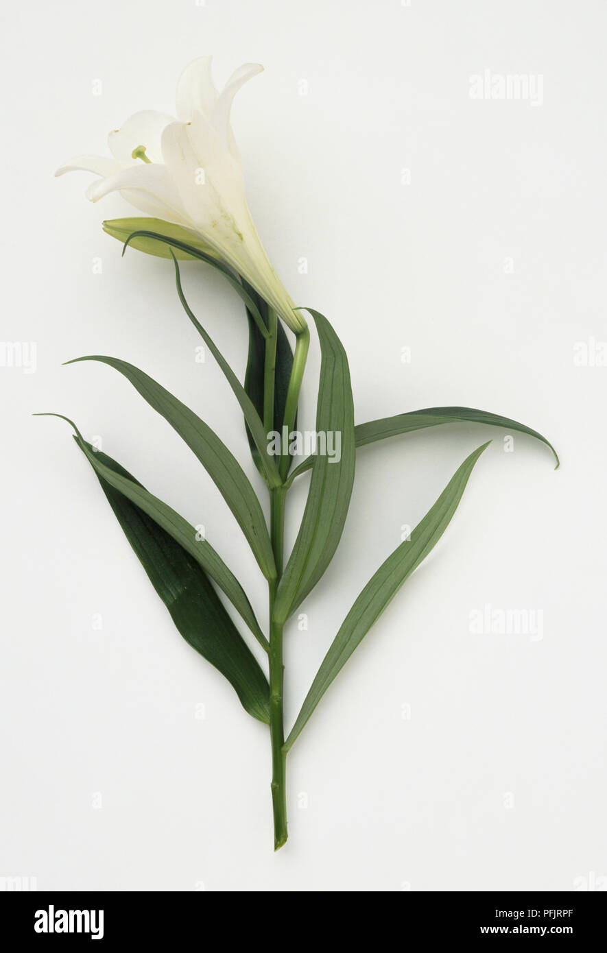 Lilium sp., single white Lily, front view Stock Photo - Alamy
