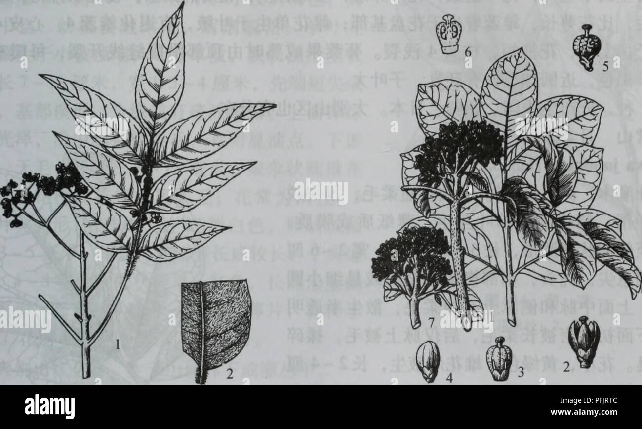 Rutaecarpa hi-res stock photography and images - Alamy