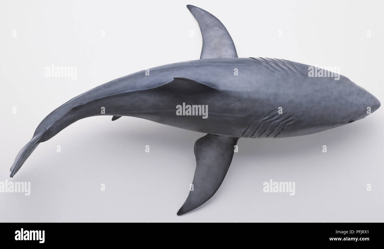 Model of Great White Shark (Carcharodon carcharias), view from above ...