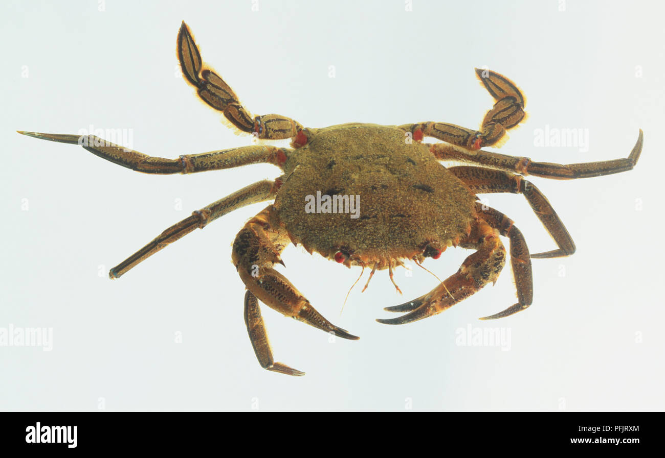 Velvet Crab (Necora puber), view from above Stock Photo - Alamy