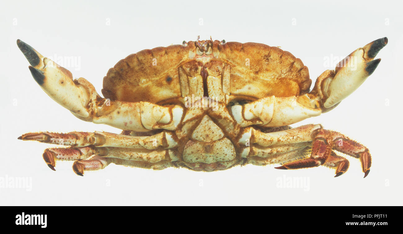 Underside of Edible Crab (Cancer pagurus Stock Photo - Alamy