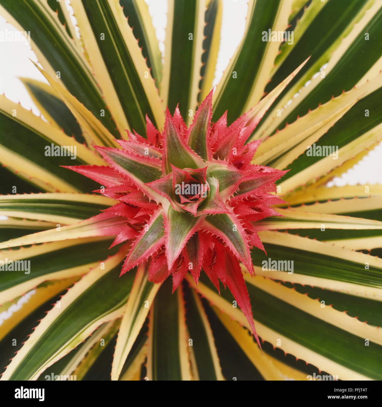 Ananas comosus 'Variegatus', Ivory Pineapple, flower head and yellow ...