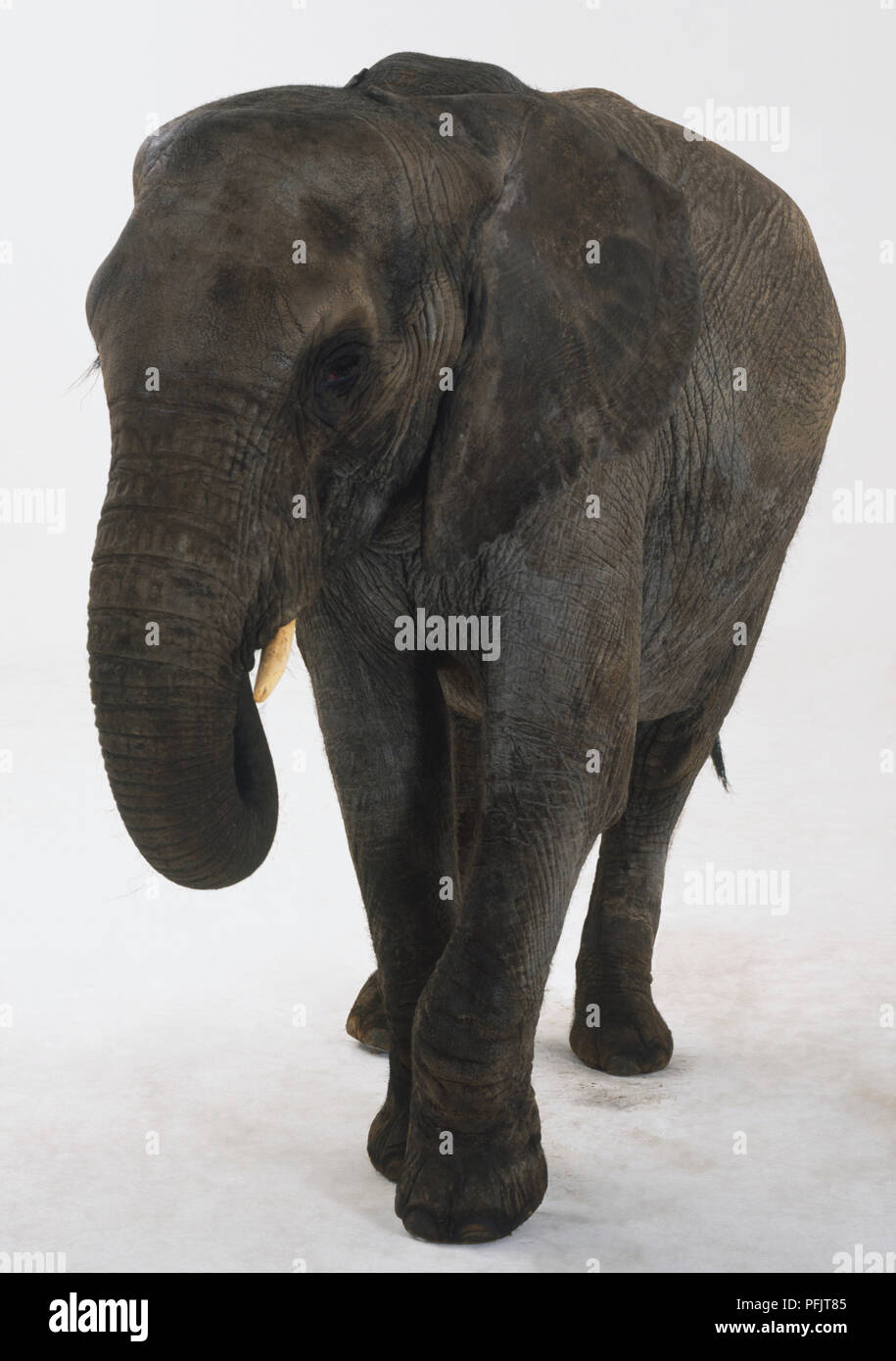 Young Elephant walking, front view Stock Photo - Alamy
