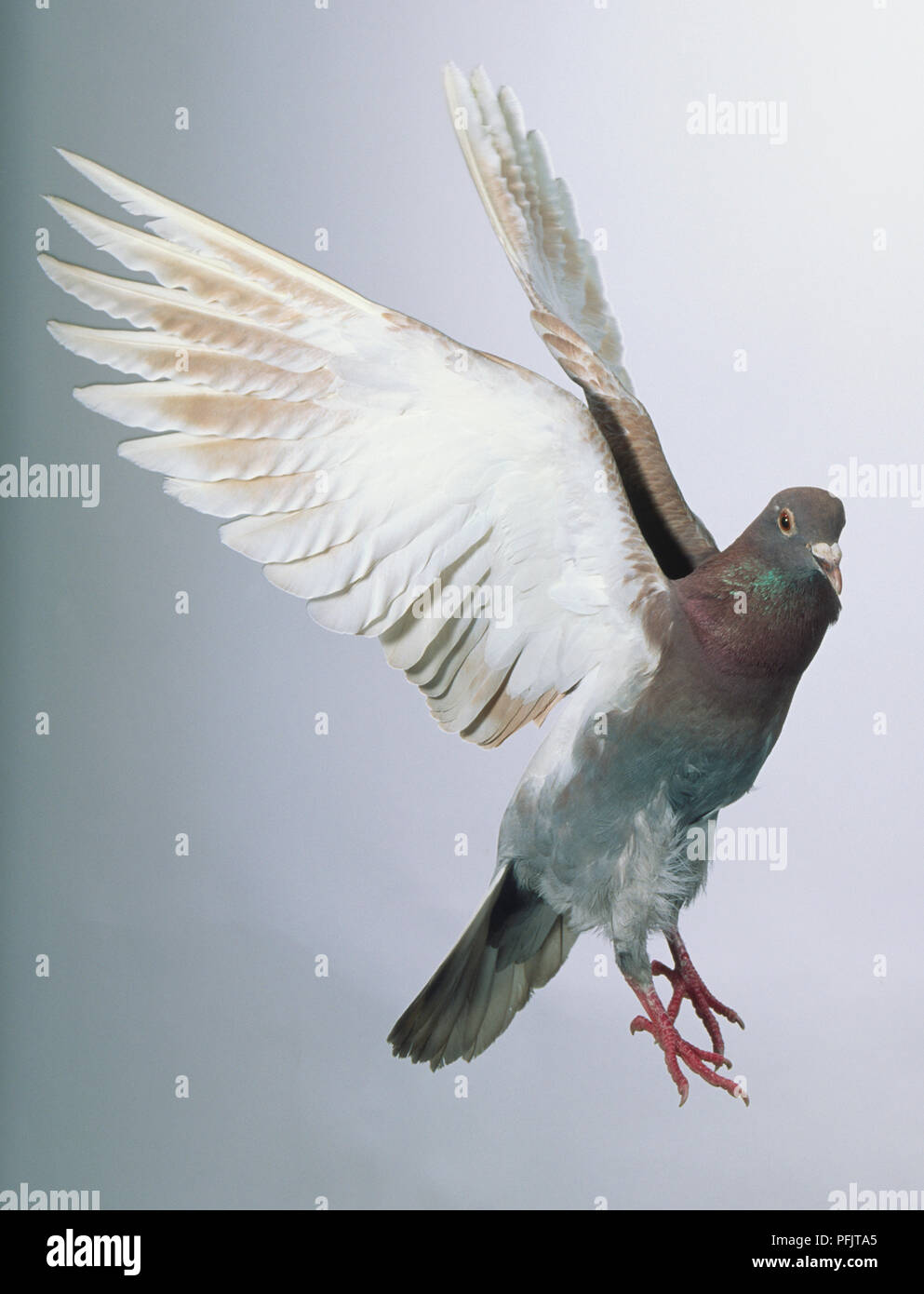 Pigeons taking flight hi-res stock photography and images - Alamy