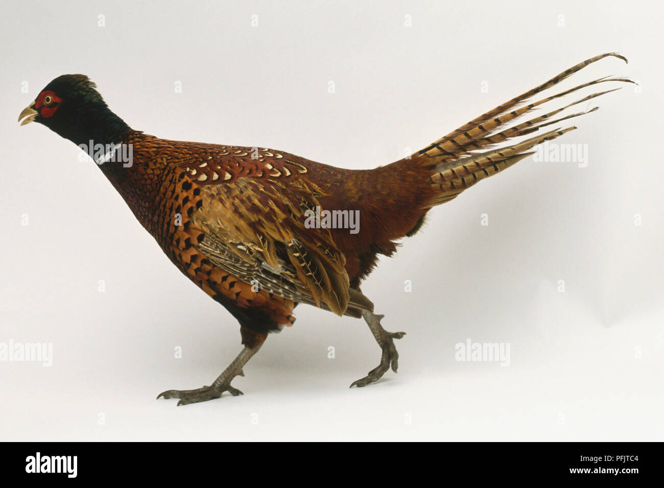Pheasants hunting hi-res stock photography and images - Alamy