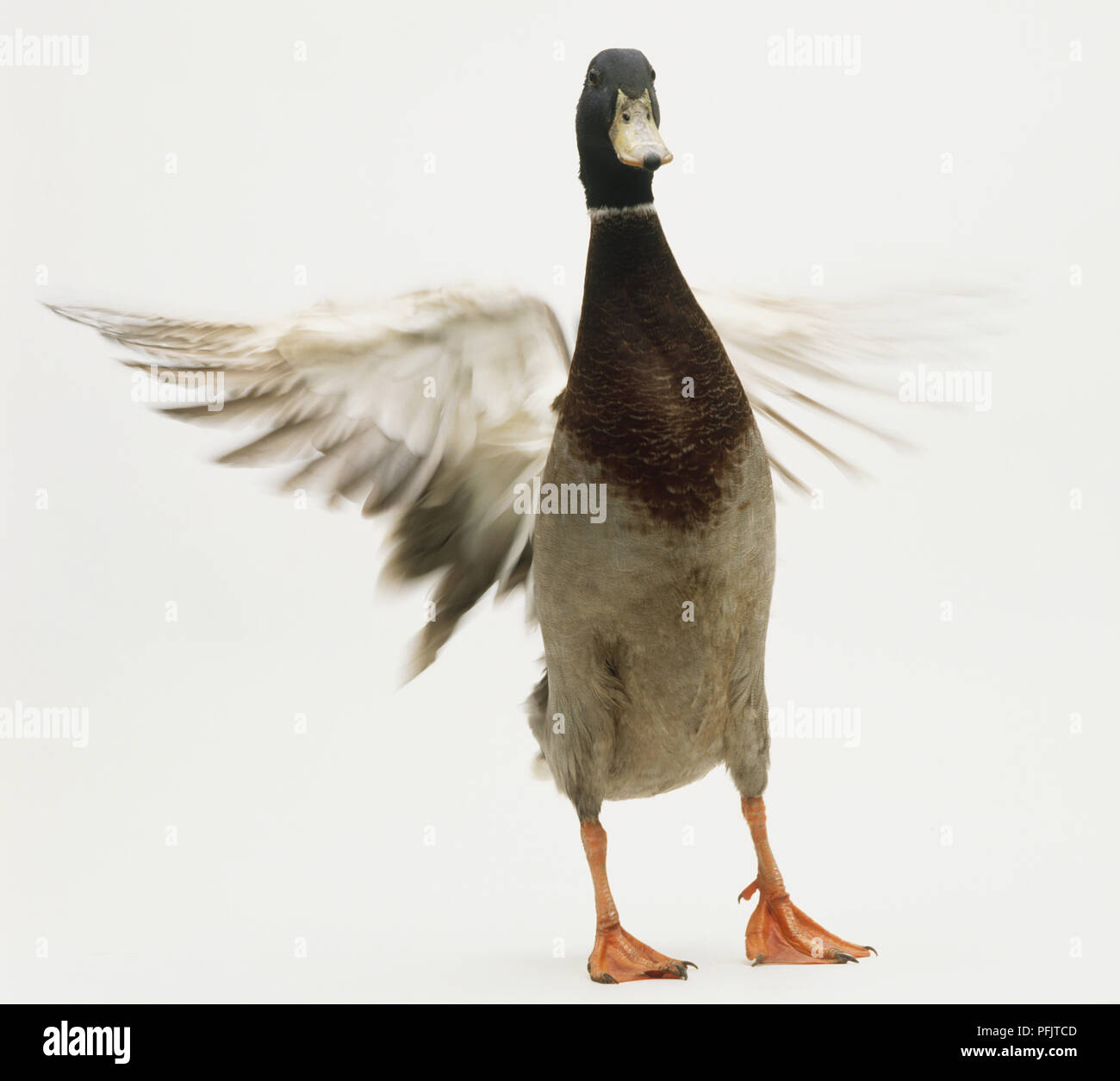 A mallard duck standing flapping its wings Stock Photo - Alamy