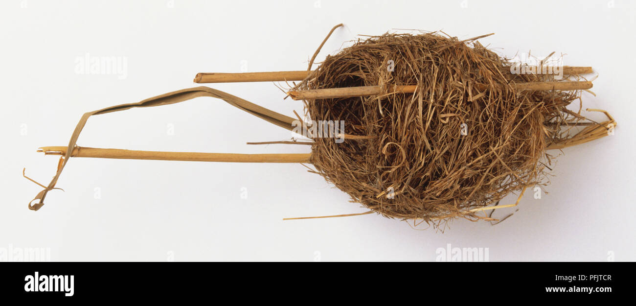 Reed Warbler's nest (Acrocephalus scirpaceus Stock Photo - Alamy