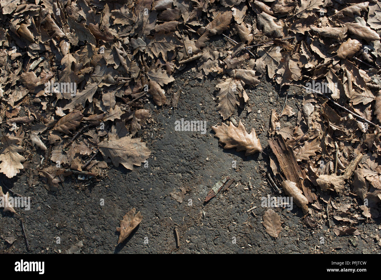 Texture background of autumn season with leaves Stock Photo - Alamy