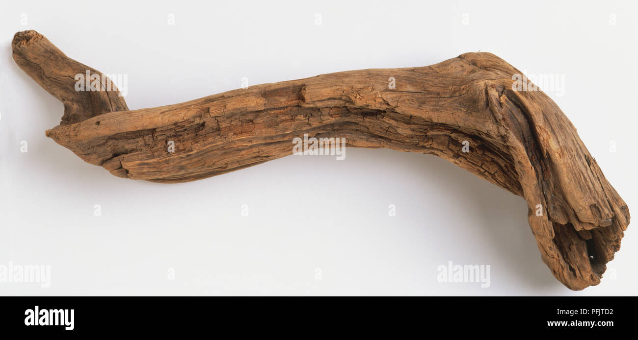Old branch from a tree Stock Photo - Alamy